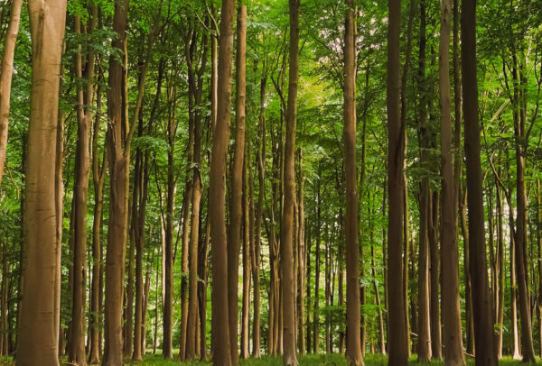 Alba Trees | UK’s Largest Producer of Cell-Grown Trees