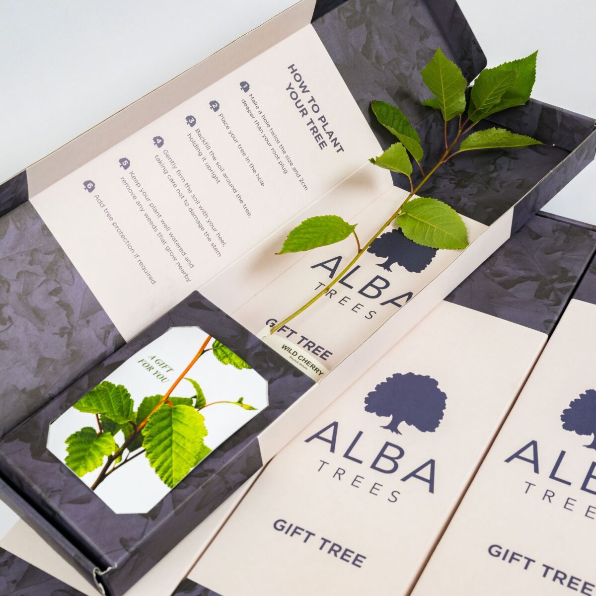 Alba Trees | UK’s Largest Producer of Cell-Grown Trees